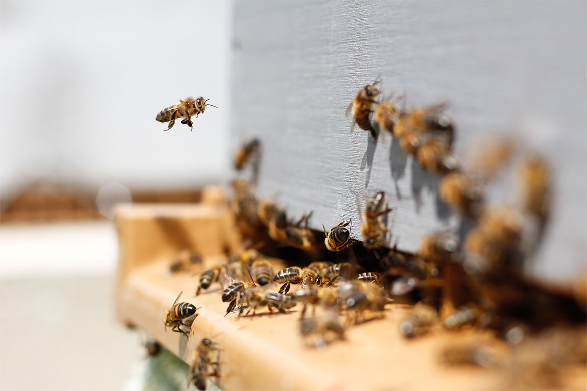 Beekeeping - Riverside Greenhouses