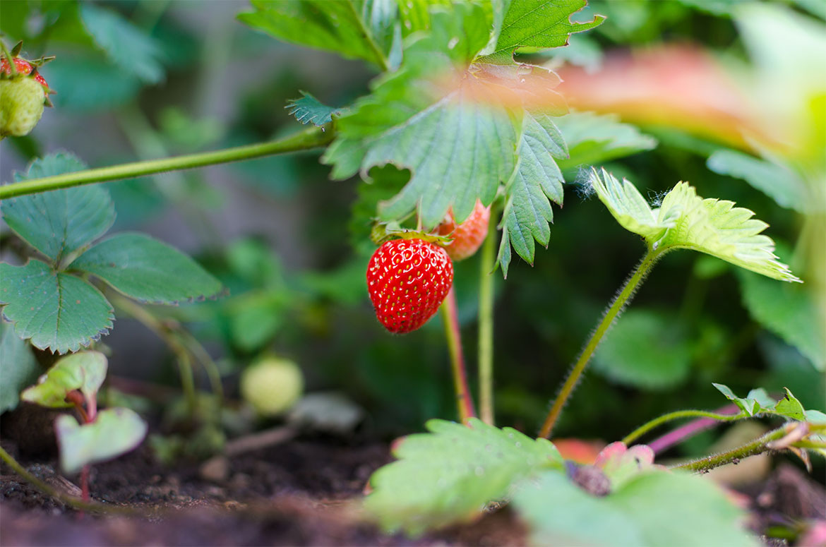 Crop Production - Riverside Greenhouses