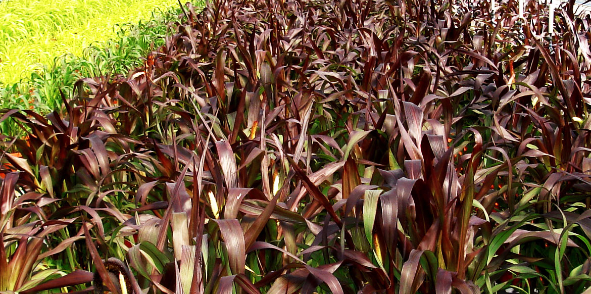 Fall Plants - Riverside Greenhouses