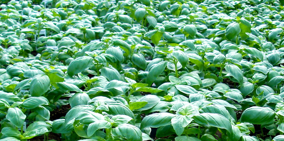 Spring Plants - Riverside Greenhouses