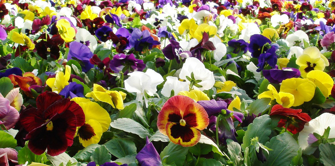 Spring Plants - Riverside Greenhouses