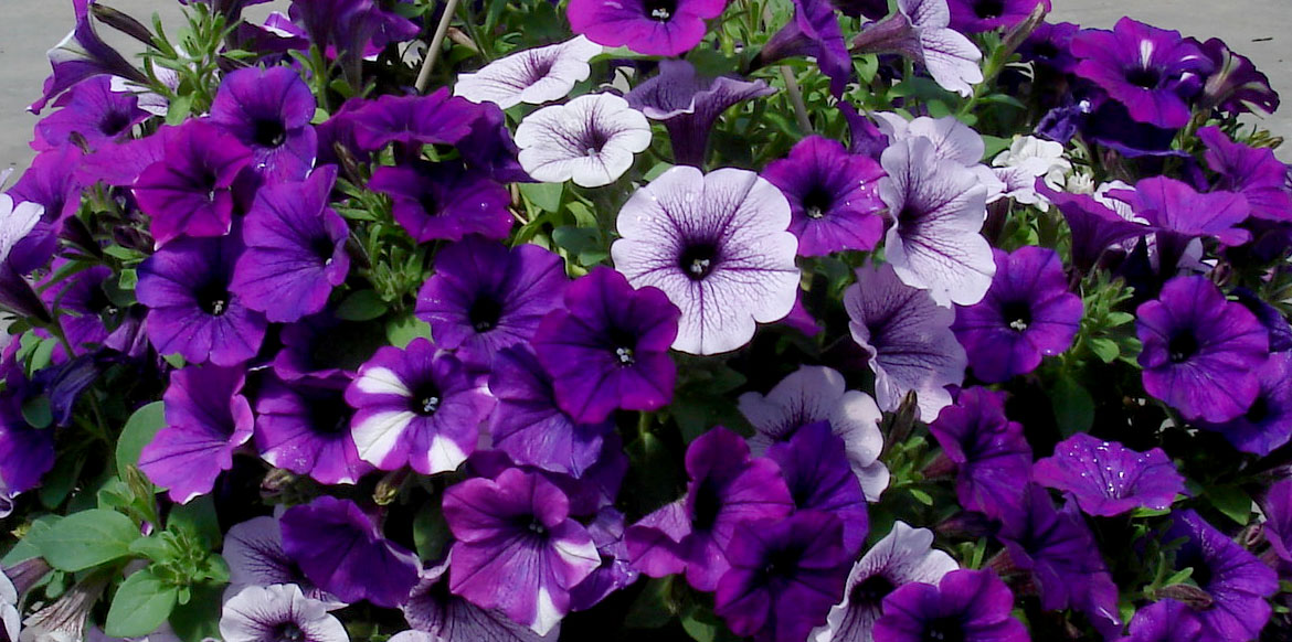 Spring Plants - Riverside Greenhouses