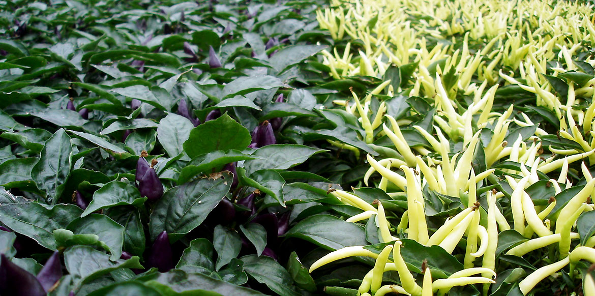 Photo Gallery - Riverside Greenhouses