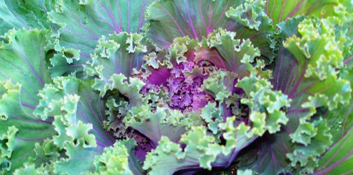 Fall Plants - Riverside Greenhouses