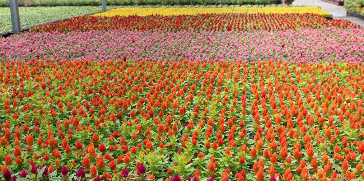 Spring Plants - Riverside Greenhouses
