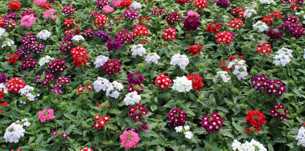 Spring Plants - Riverside Greenhouses