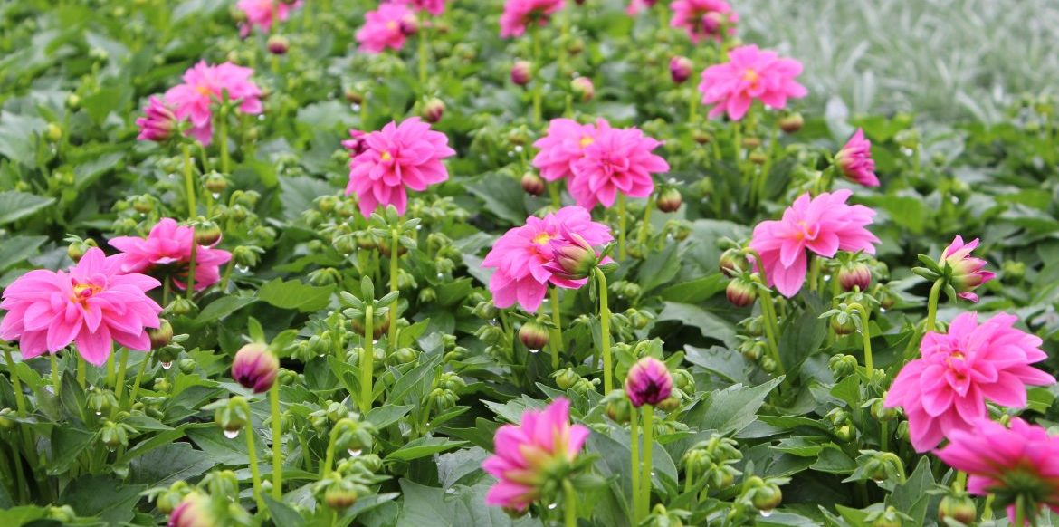 Spring Plants - Riverside Greenhouses
