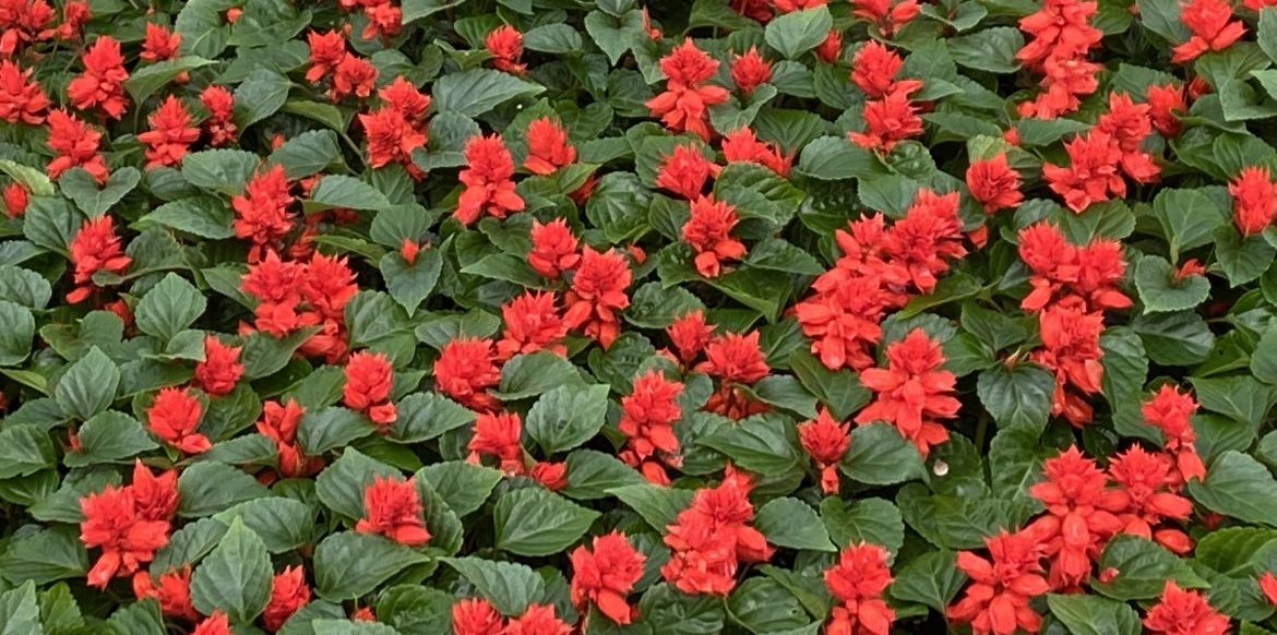 Spring Plants - Riverside Greenhouses