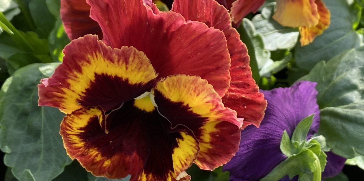 Fall Plants - Riverside Greenhouses