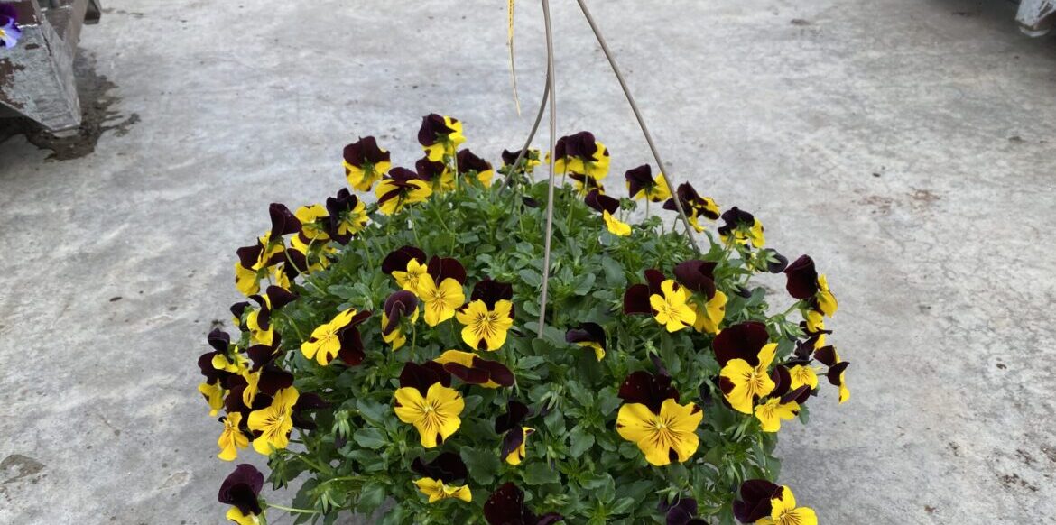 Spring Plants - Riverside Greenhouses